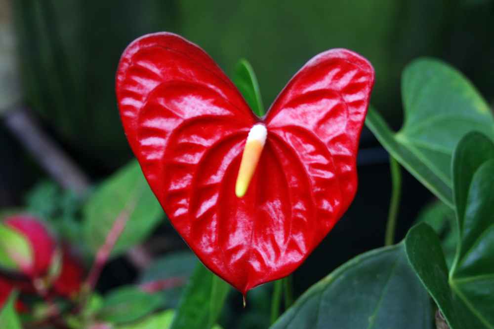 Seeds of Love – Skykeepers